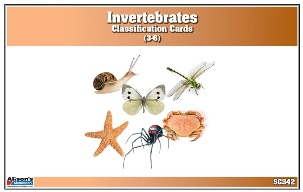Invertebrates Classification Nomenclature Cards (Printed) – Alison's ...