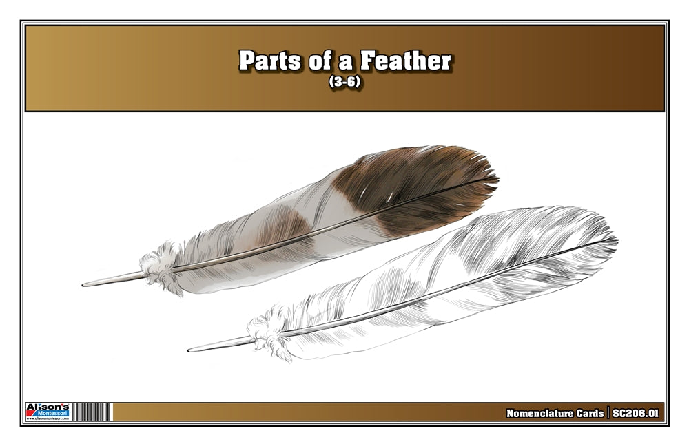 Parts of a Feather Nomenclature Cards (3-6) – Alison's Montessori Asia